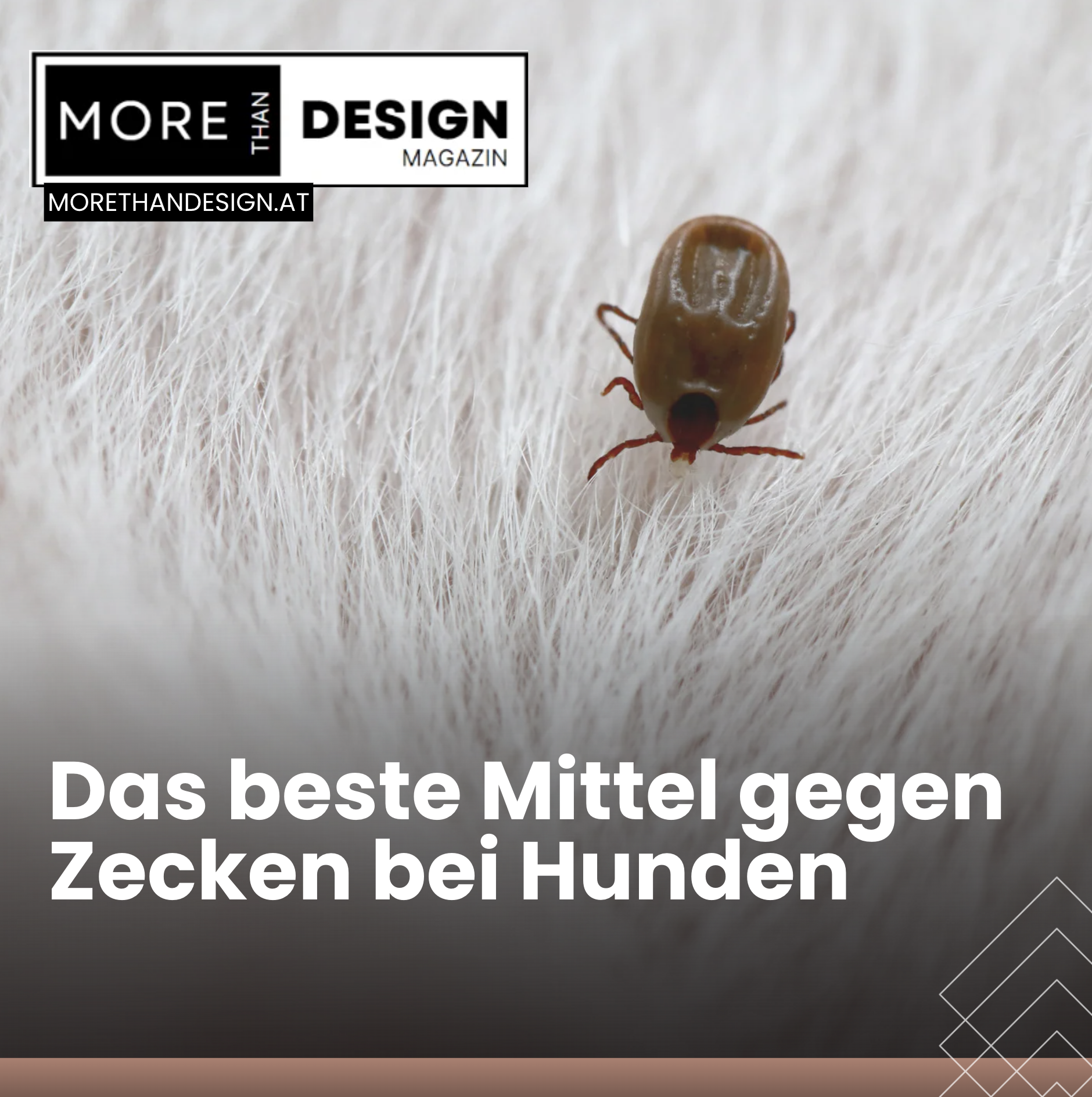 Das beste Mittel gegen Zecken bei Hunden | Zeckenschutz